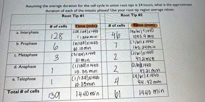 SOLVED: Assuming the average duration for the cell cycle in onion root ...