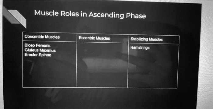 SOLVED:Muscle Roles in Ascending Phase Concentric Muscles Bicep Femoris ...
