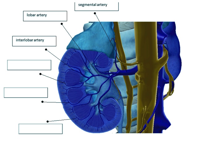 SOLVED: label the kidney segmental artery lobar artery interlobar artery