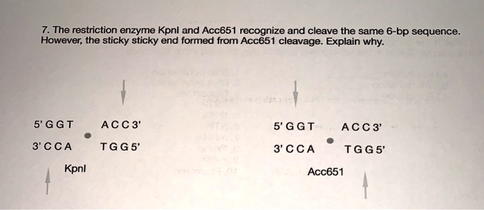 7. The restriction enzyme Kpnl and Acc651 recognize and cleave the same ...