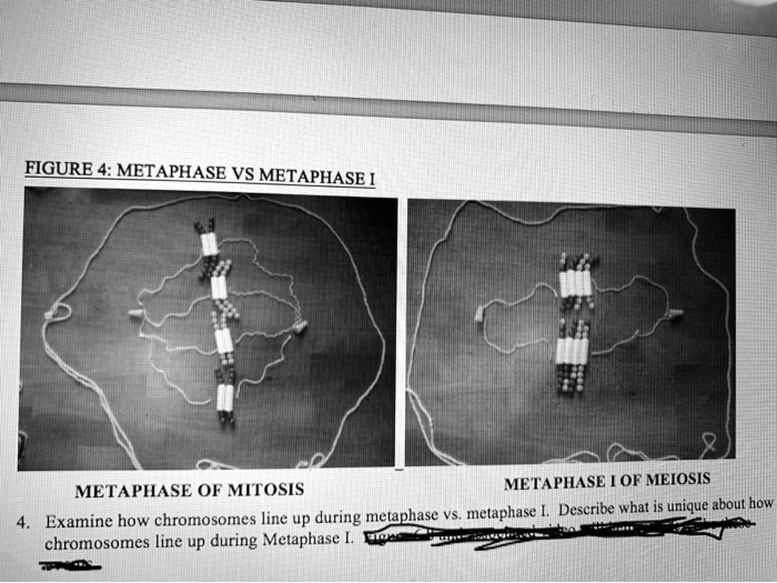 SOLVED: FIGURE 4: METAPHASEVS METAPHASE L METAPHASE OF MITOSIS ...