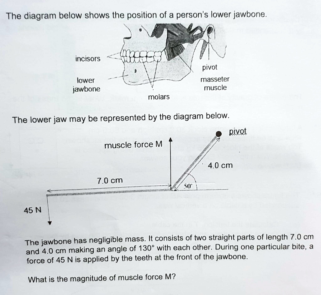 The diagram below shows the position of a person's lower jawbone. The ...