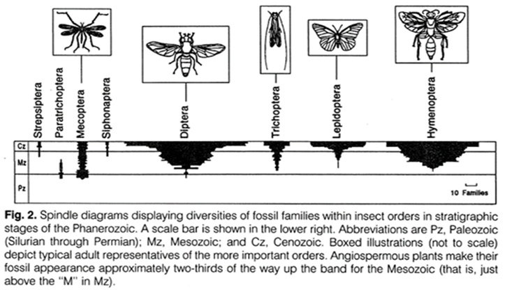 SOLVED: Text: E Diptera Hymenoptera 8 Lepidoptera Fig: 2. Spindle diagrams displaying ...