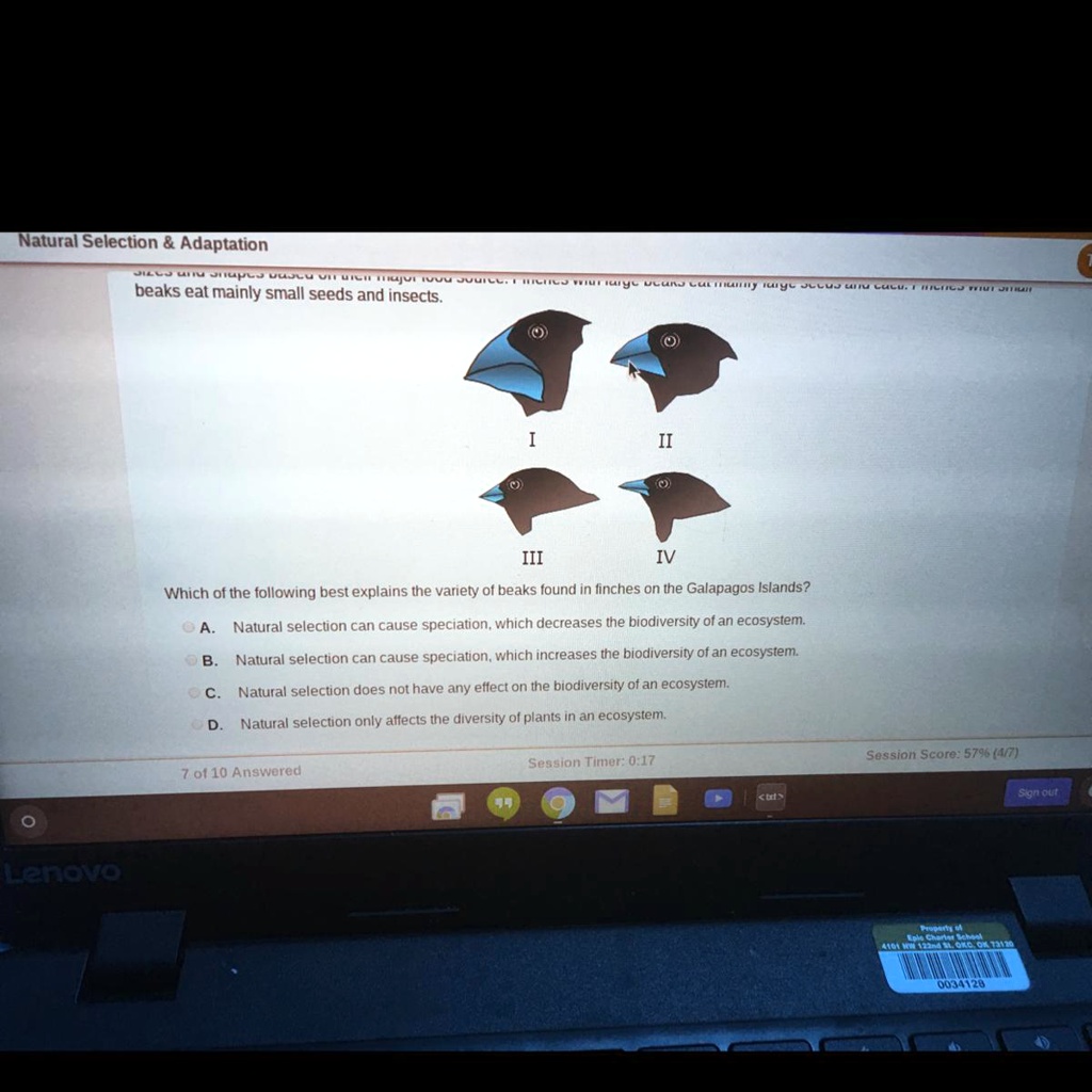 Natural Selection Adaptation beaks eat mainly small seeds and insects ...