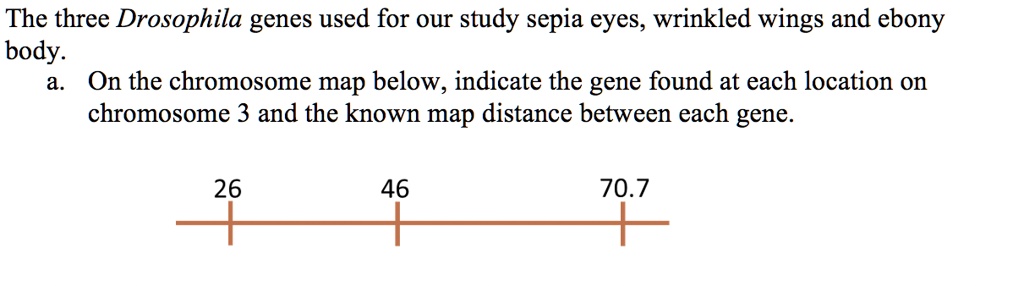 SOLVED: The three Drosophila genes used for our study sepia eyes ...