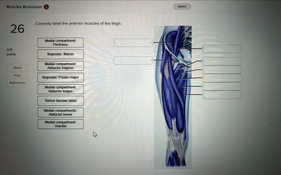 Correctly label the anterior muscles of the thigh Muscles Worksheet ...