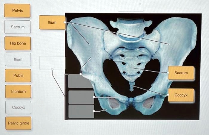 Pelvis Sacrum Hip bone Ilium Pubis Ischium Coccyx Pelvic girdle Ilium ...