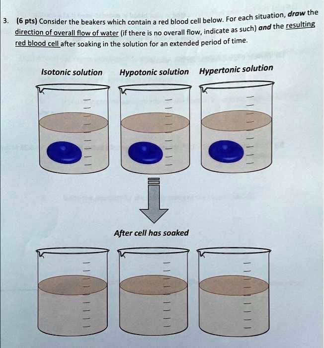 SOLVED: Isotonic solution Hypotonic solution Hypertonic solution After ...