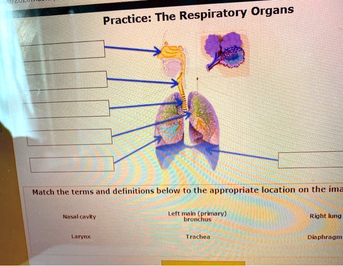 [GET ANSWER] Practice: The Respiratory Organs Match the terms and definitions below to the ...