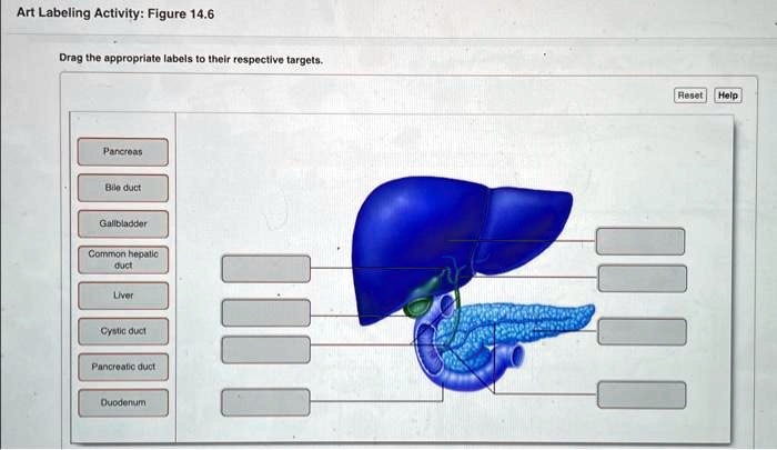 Art Labeling Activity: Figure 14.6 Drag the appropriate labels to their ...