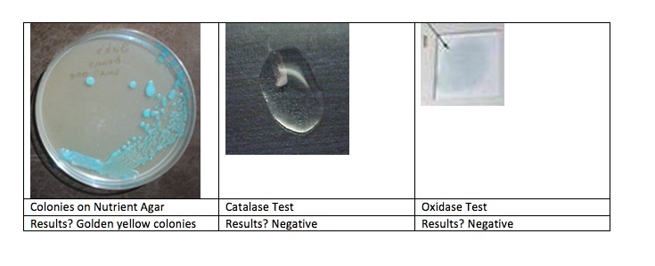 SOLVED: Colonies on Nutrient Agar Results? Goldenyellow colonies ...