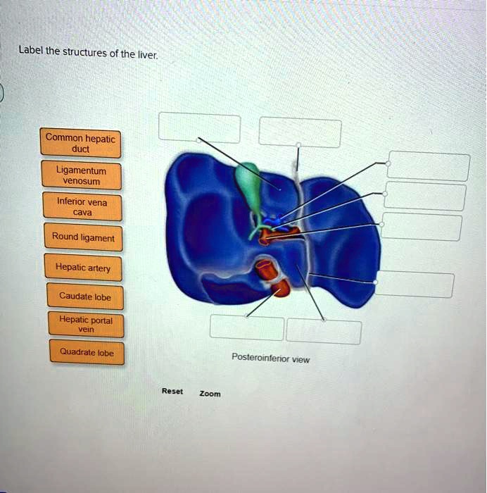 SOLVED: Label the structures of the liver. - Common hepatic duct ...
