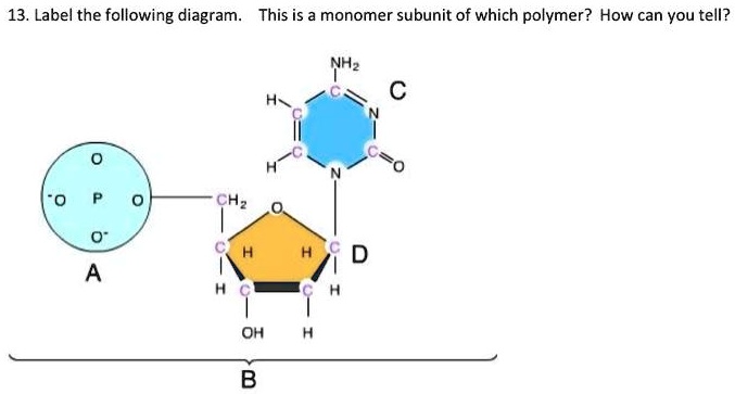 13. Label the following diagram. This is a monomer subunit of which ...