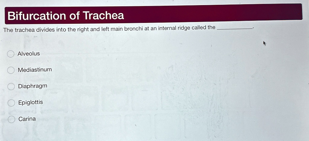 Bifurcation of Trachea The trachea divides into the right and left main ...