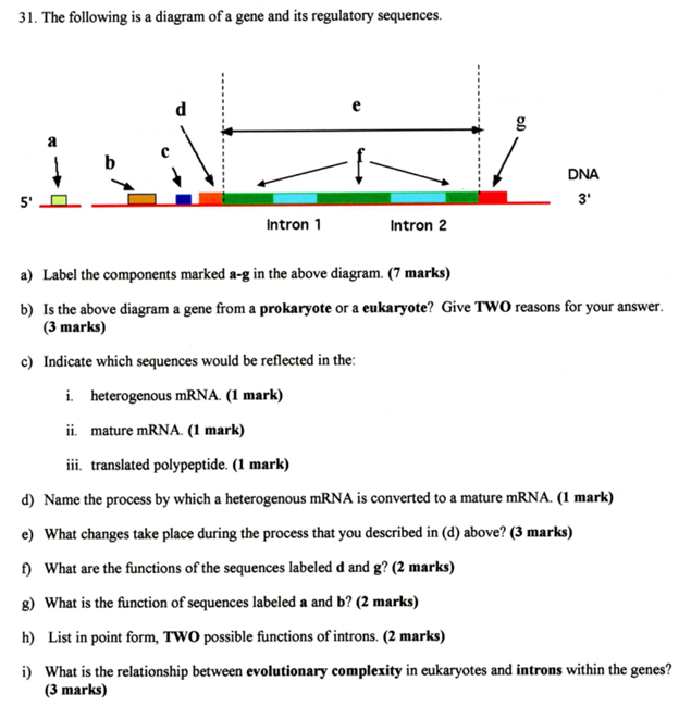 SOLVED: 31. The following is a diagram of a gene and its regulatory ...
