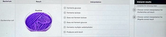 Bacterium Result Escherichia coli Positive Interpretation Ferments glucose Ferments lactose Does ...