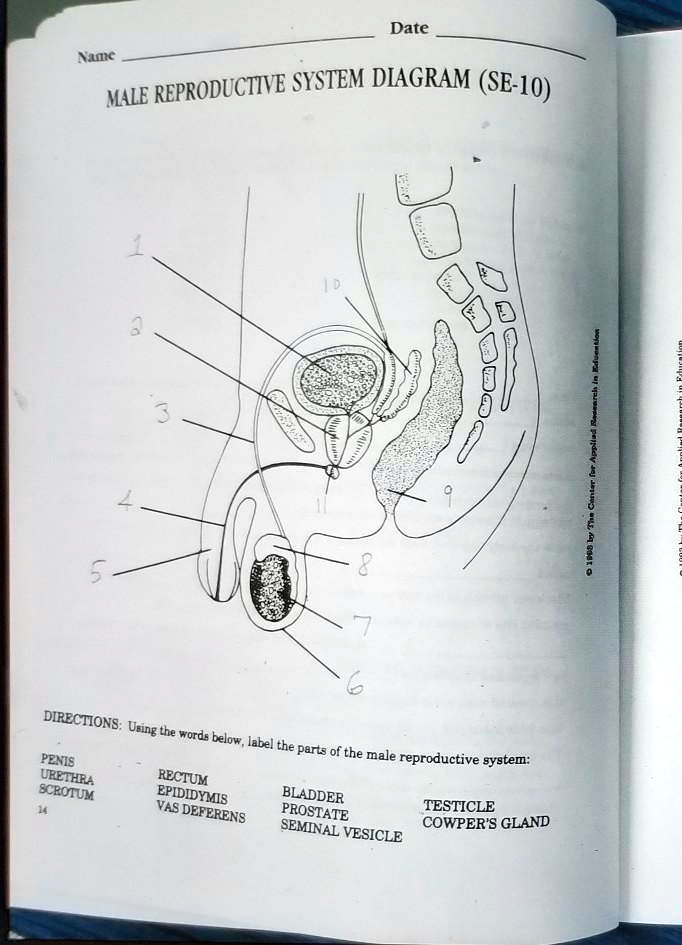 have this done correctly for brainiest date nate reproductive system ...