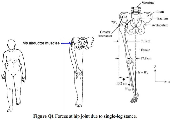 Determine the force exerted by the hip abductor muscles and the joint ...