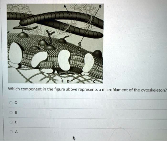 SOLVED: Which component in the figure above represents a microfilament ... SOLVED: Which component in the figure above represents a microfilament ...