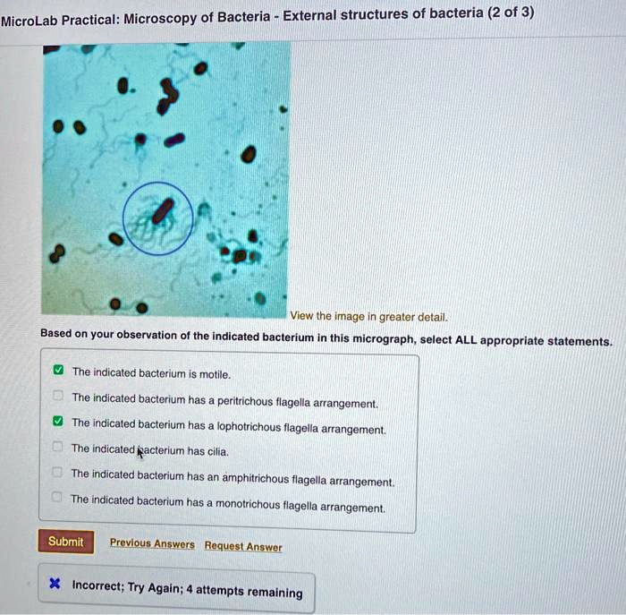 SOLVED: MicroLab Practical: Microscopy of Bacteria - External Structures of Bacteria (2 of 3 ...