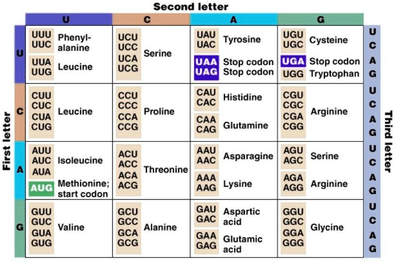 VIDEO solution: 1. (CUU, CUC, CUA, CUG, CAA) The following are codons ...