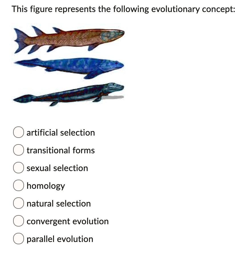 this figure represents the following evolutionary concept artificial ...