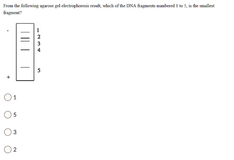 from the following agarose gel electrophoresis result which of the dna ...