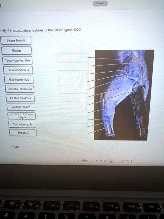 SOLVED: Savec ntify the musculature features of the cat in Figure 6222 ... SOLVED: Savec ntify the musculature features of the cat in Figure 6222 ...