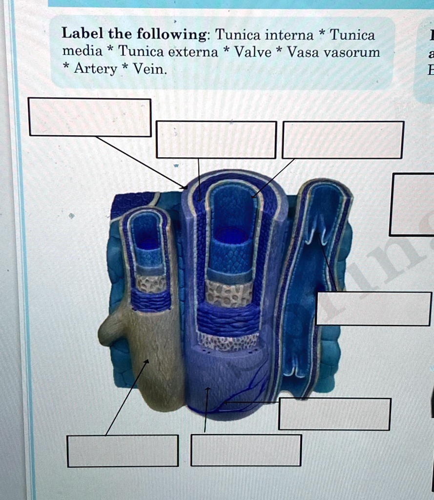 Label the following: Tunica interna * Tunica media * Tunica externa ...