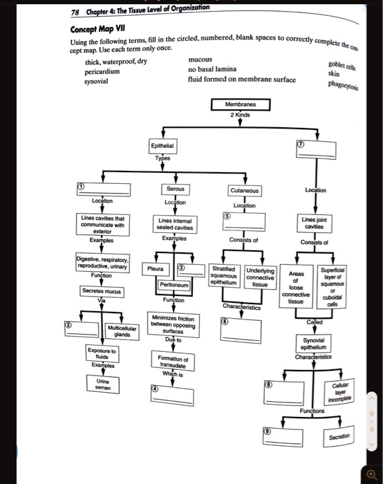 78 Chapter 4: The Tissue Level of Organization Concept Map VII Using the following terms, fill ...