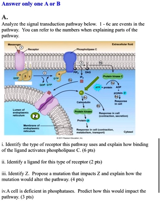 SOLVED: Answer only one A or B Analyze the signal transduction pathway below: 6c are events in ...