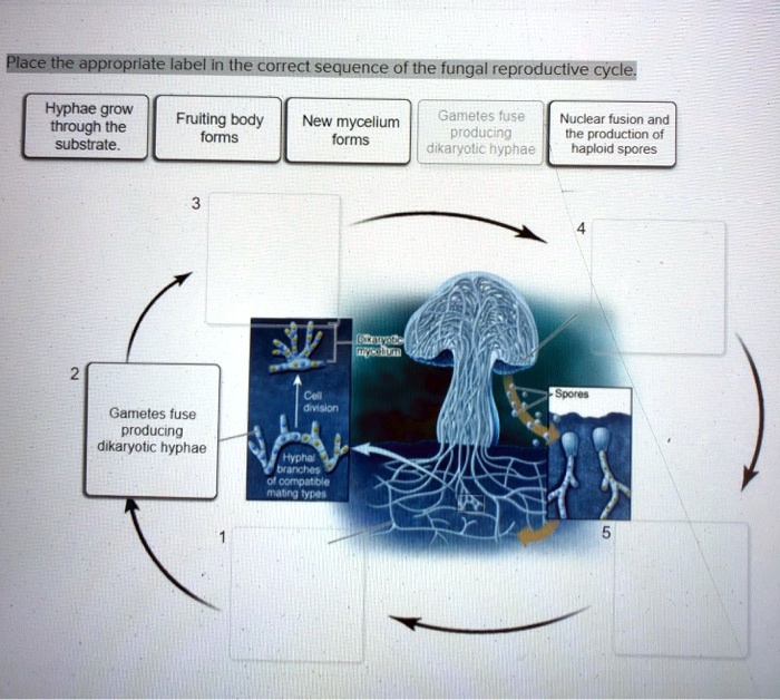 Place the appropriate label in the correct sequence of the fungal ...