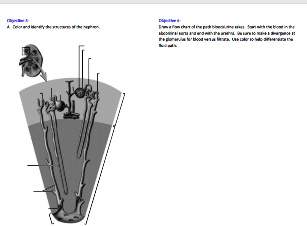 Objective 3- A. Color and identify the structures of the nephron ...