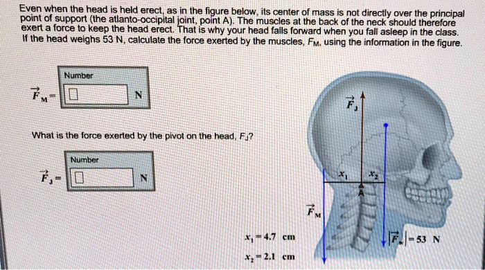 SOLVED: Even when the head is held erectas in the figure below,its ...