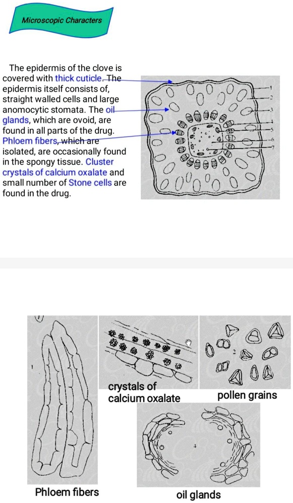 Microscopic Characters The epidermis of the clove is covered with thick ...