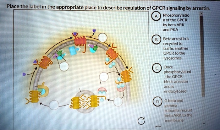 SOLVED: Place the label in the appropriate place to describe regulation ...