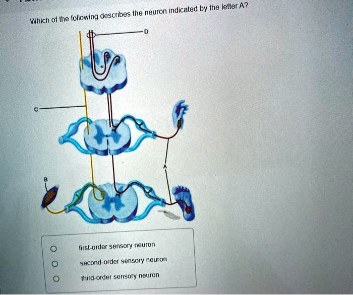 SOLVED: Which of the following describes the neuron indicated by the letter A? first-order ...