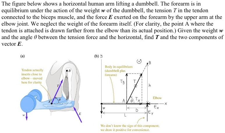 SOLVED: The figure below shows a horizontal human arm lifting a ...