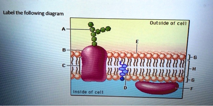 SOLVED: Label the following diagram Outside 0f cell +6 FG Inside 0f cell