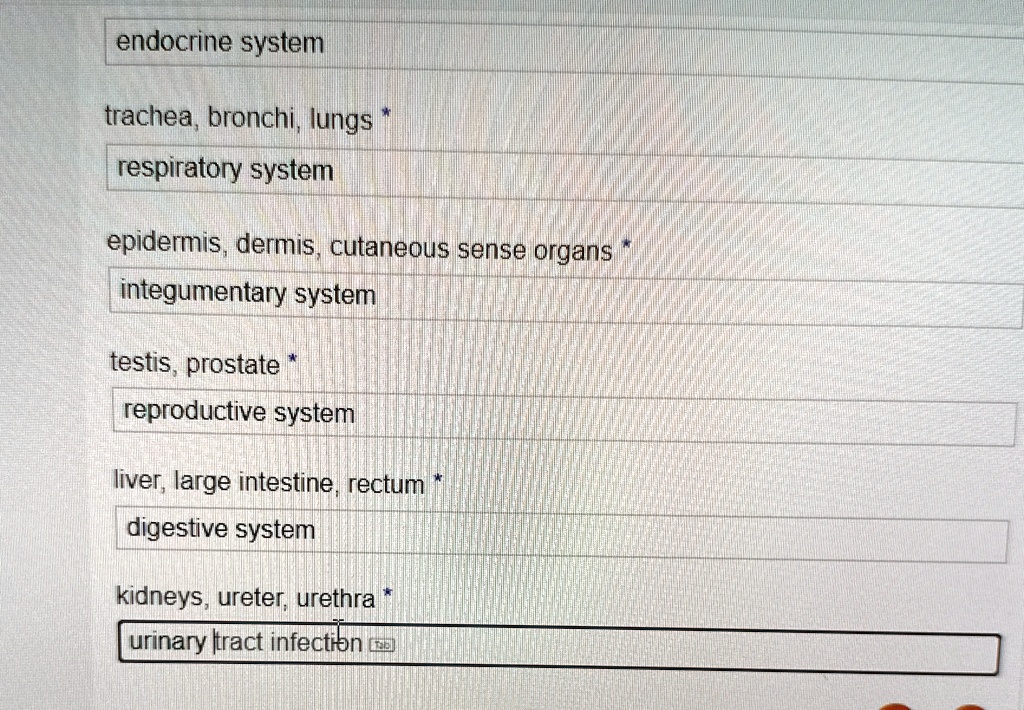 endocrine system trachea bronchi lungs respiratory system epidermis ...
