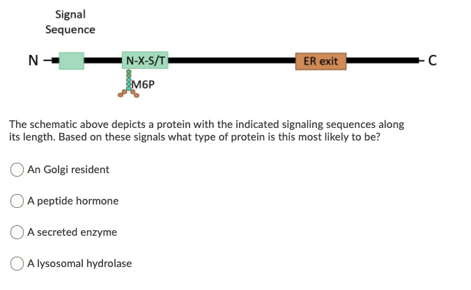 SOLVED: Signal Sequence N N-X-s/T ER exit M6P The schematic above depicts a protein with the ...