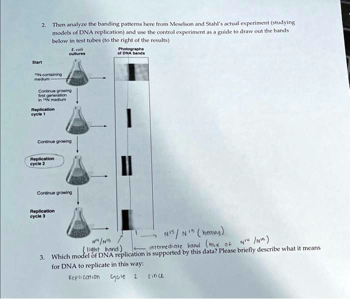 2. Then analyze the banding patterns here from Meselson and Stahl's ...