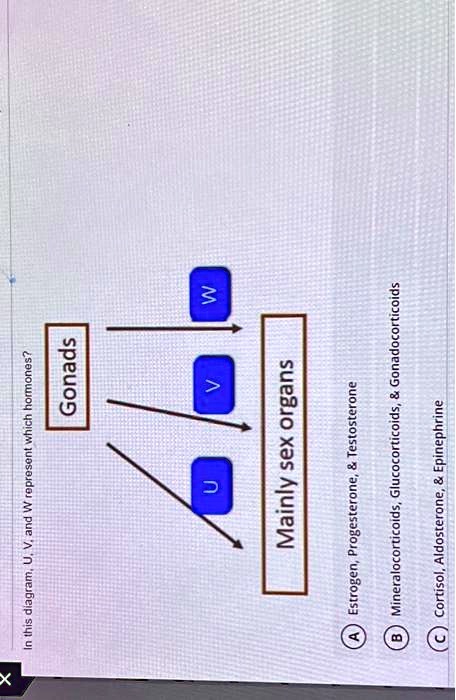 In this diagram, U, V, and W represent which hormones? Gonads U V W ...
