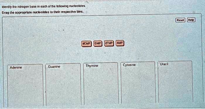 Identify the nitrogen base in each of the following nucleotides. Drag ...