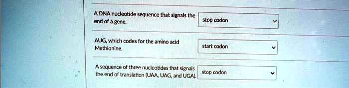 A DNA nucleotide sequence that signals the end of a gene is called a ...