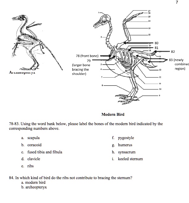 78 (front bone) 83 (newly formed) (larger bone bracing the shoulder ...