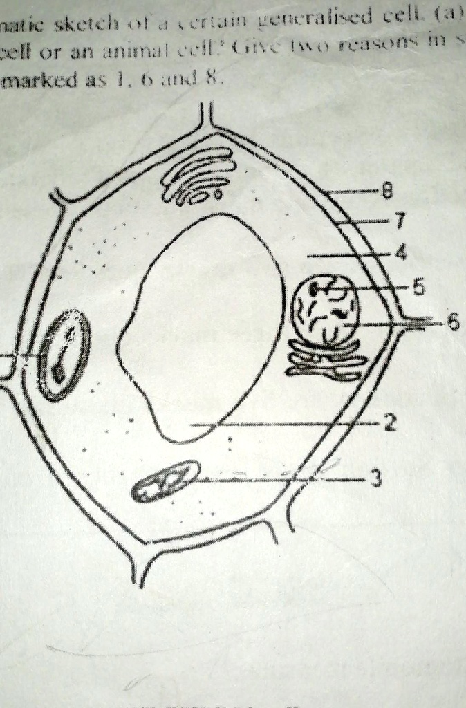 matic sketch of a certain generalised cell. (a) cell or an animal cell ...