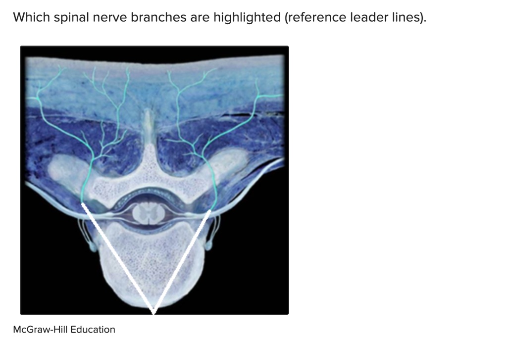 which spinal nerve branches are highlighted reference leader linesa ...
