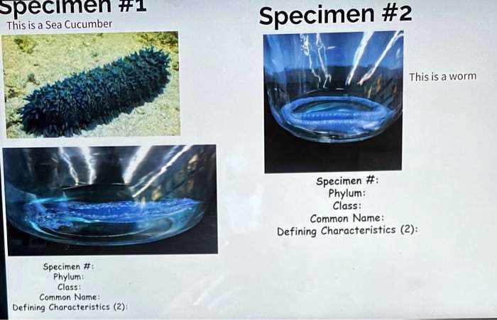 SOLVED: This is a Sea Cucumber Specimen #2 This is a worm Specimen ...