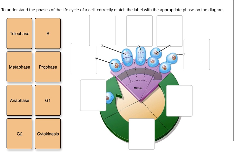 To understand the phases of the life cycle of a cell,...